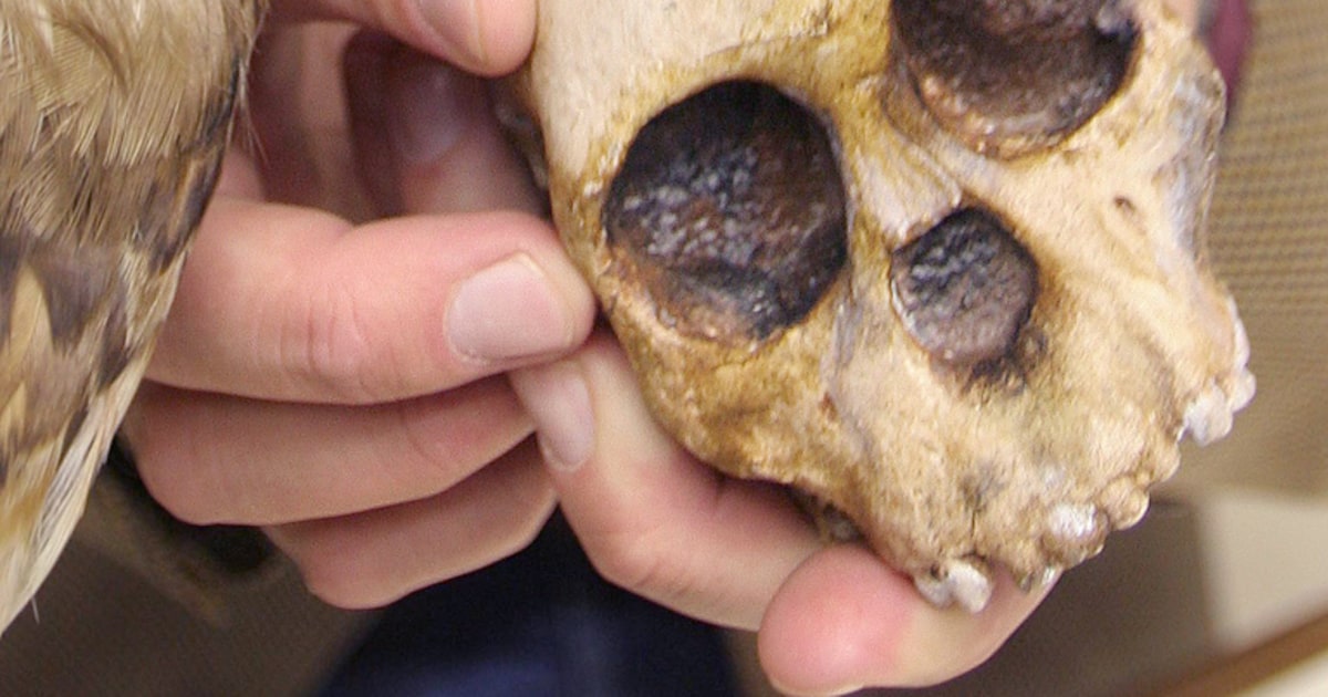 crowned eagle kills human