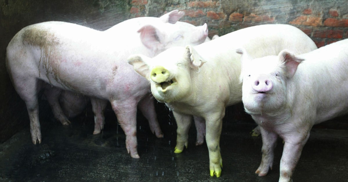 Taiwan breeds fluorescent green pig