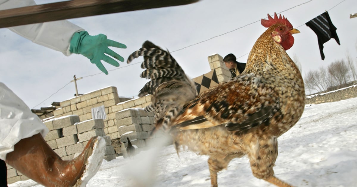 WHO steps up bird flu testing in Turkey