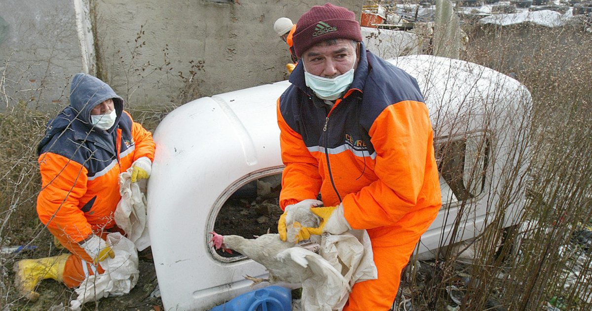 Turkey tries its best to contain bird flu