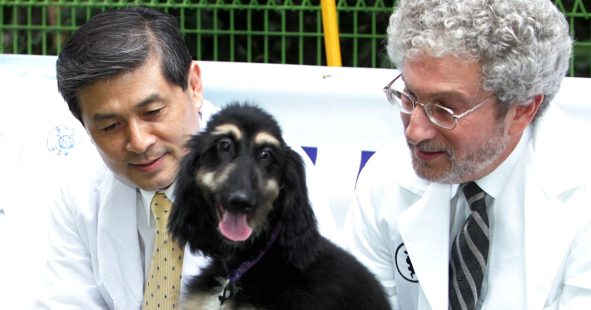 U.S. scientist entangled in stem cell scam