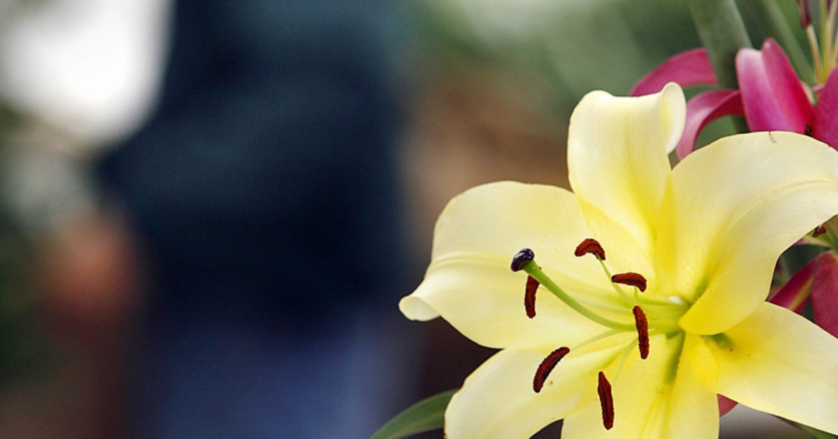 In tough times, flower growers bet on organic