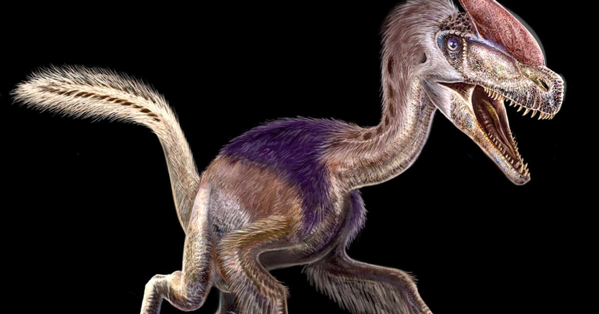 t rex bird comparison