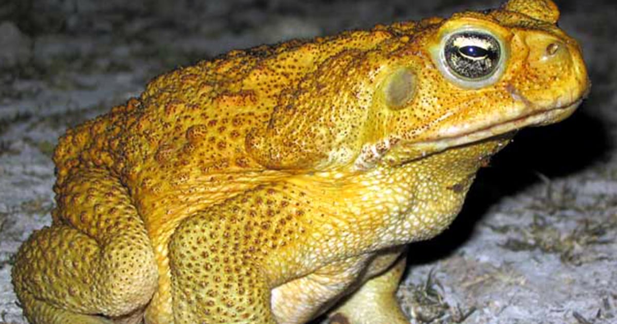 Toxic toads evolve to aid Australian invasion
