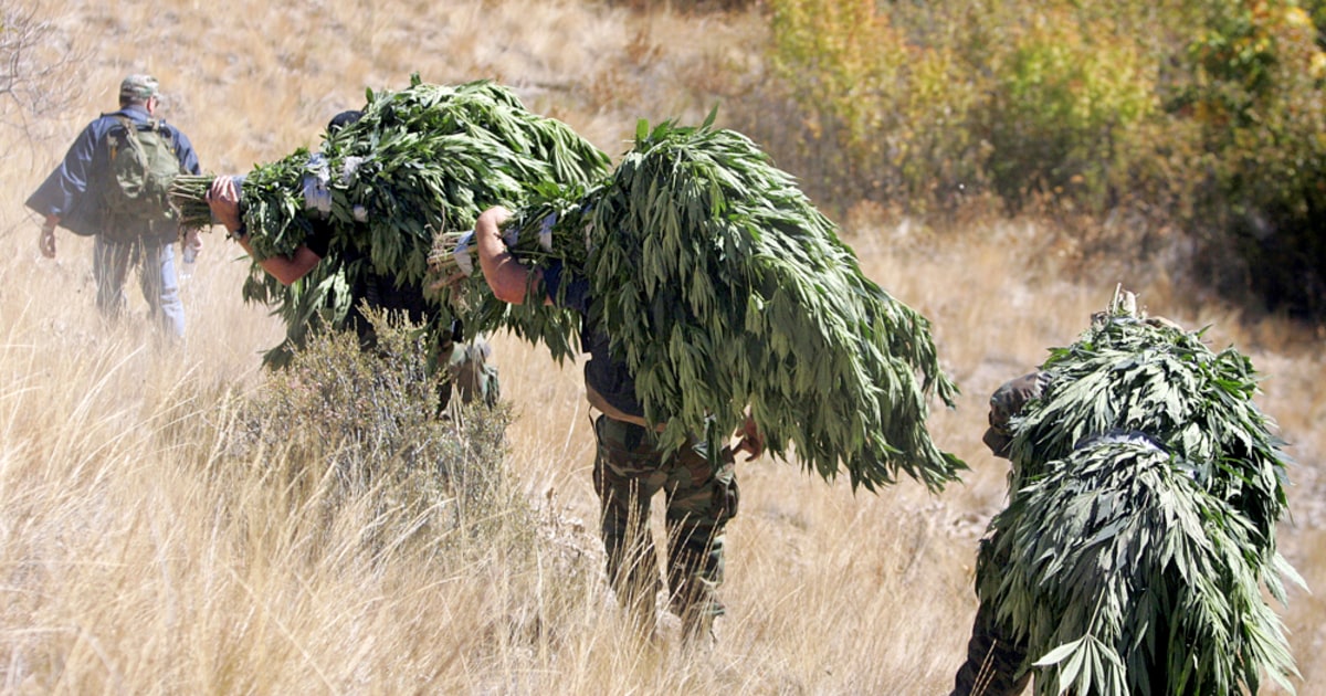 Weed and weep! Wash. state’s dubious record