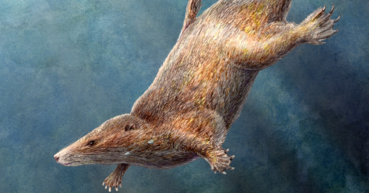 ‘Jurassic beaver’ unearthed in China