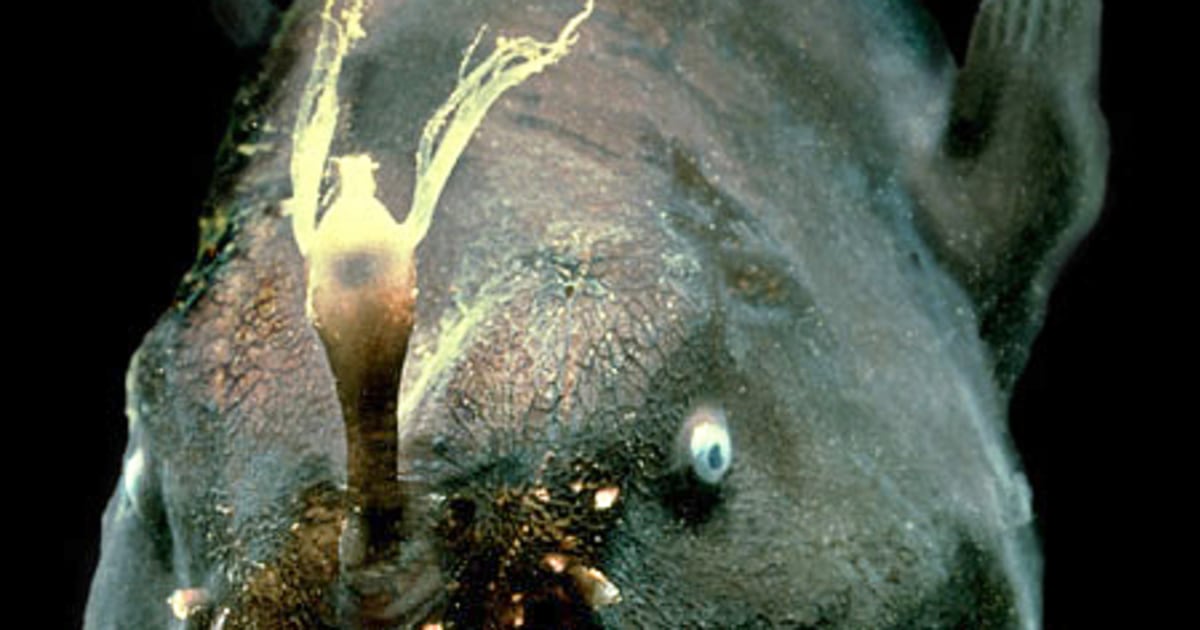 Expedition reveals secret lives of deep-sea fish