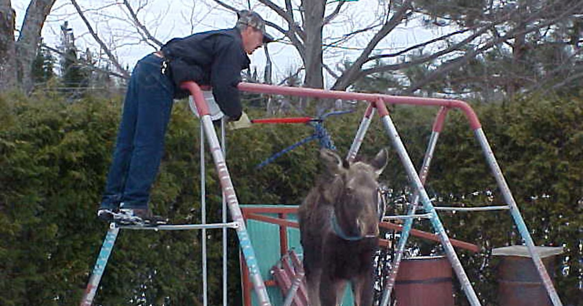 N.H. moose singing ‘Unchained Melody’