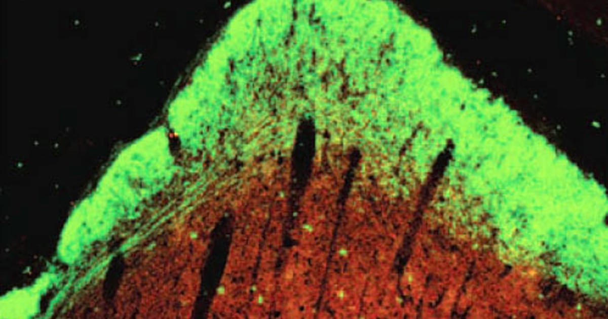 hamsters night vision