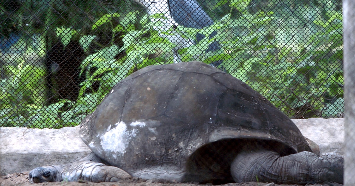 Slow going! Tortoise dies after 250 years