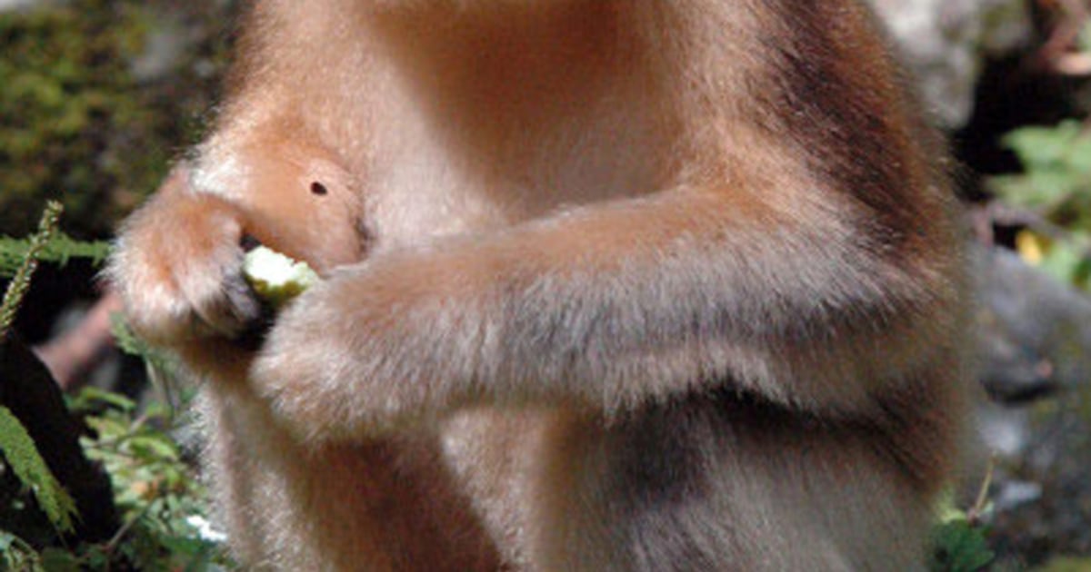 Everest trek uncovers exotic species