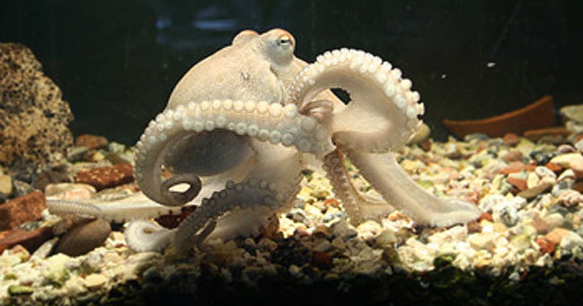 Octopuses have trick elbows