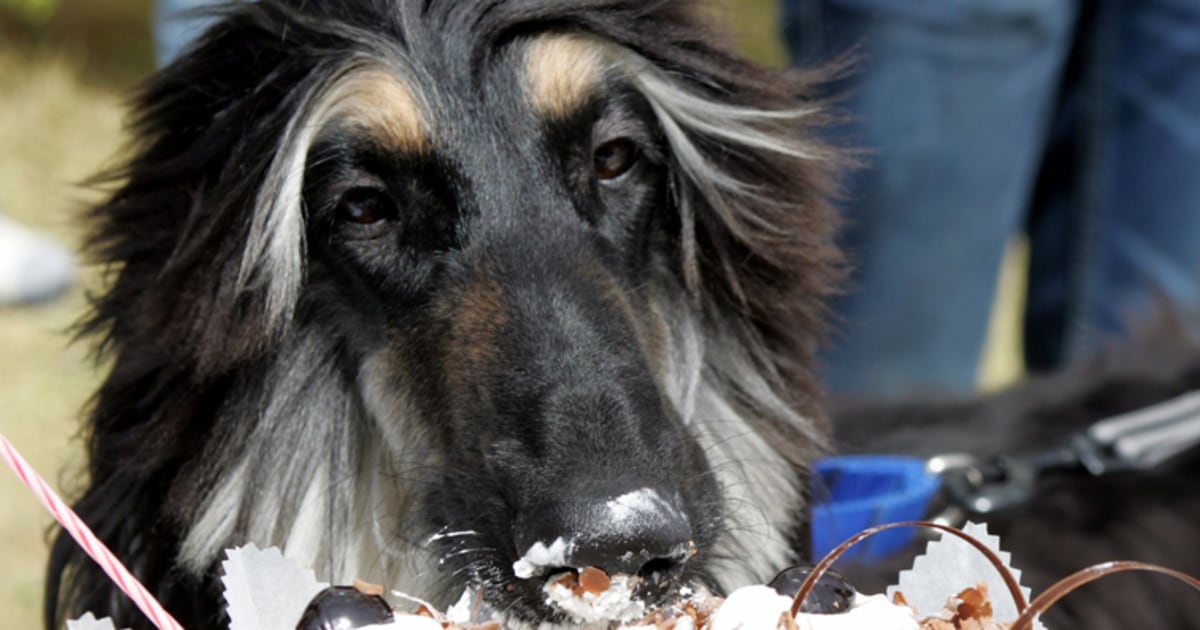 Cloned dog celebrates first birthday