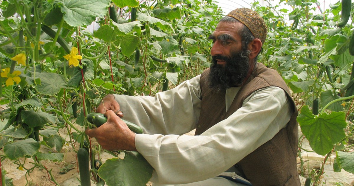 In Afghanistan, new crops spark danger