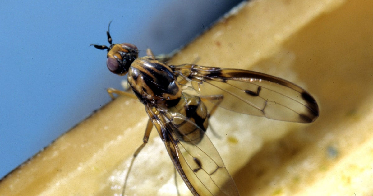 Super flies get endangered species protection