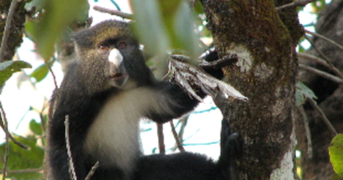 Scientists decipher a monkey’s commands