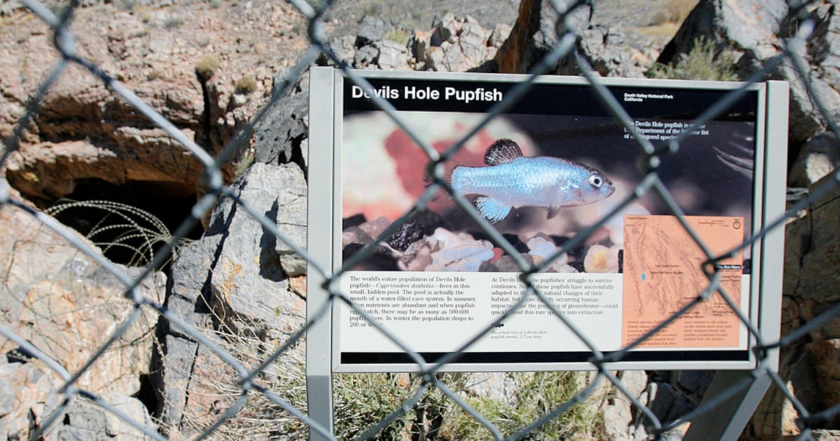 Endangered fish get a shot at Vegas honeymoon