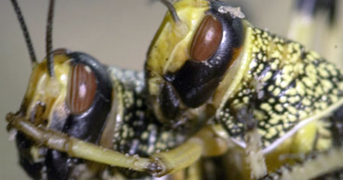 Locusts illustrate the science of swarming