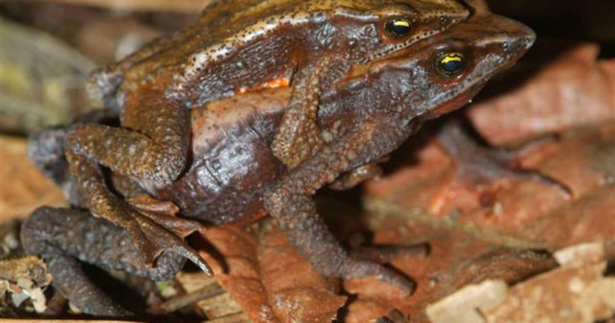 Nearly extinct frogs found in Colombia