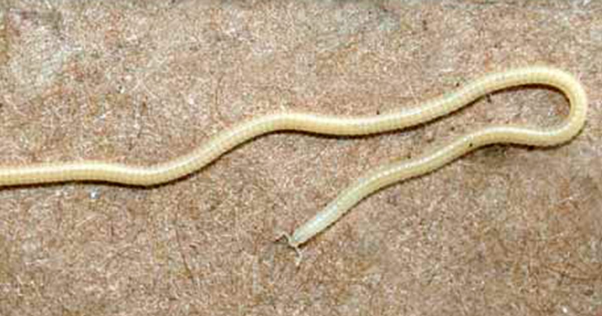 Scientists find the world's leggiest creature
