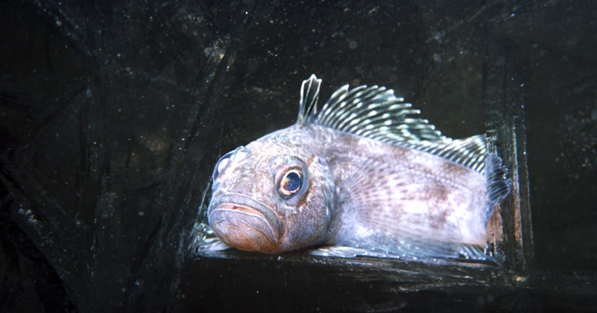 Fish produces natural antifreeze to stay alive