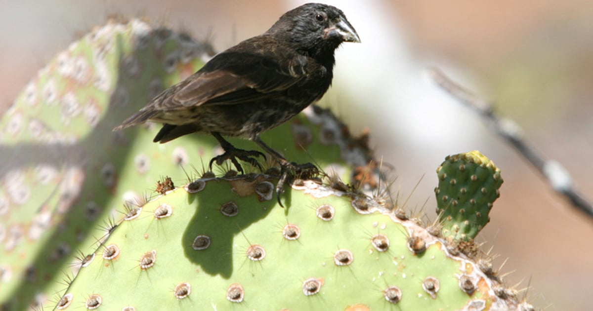 Scientists watch Darwin’s finches evolve