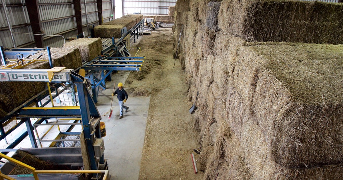 Common grass becomes cheap fuel source