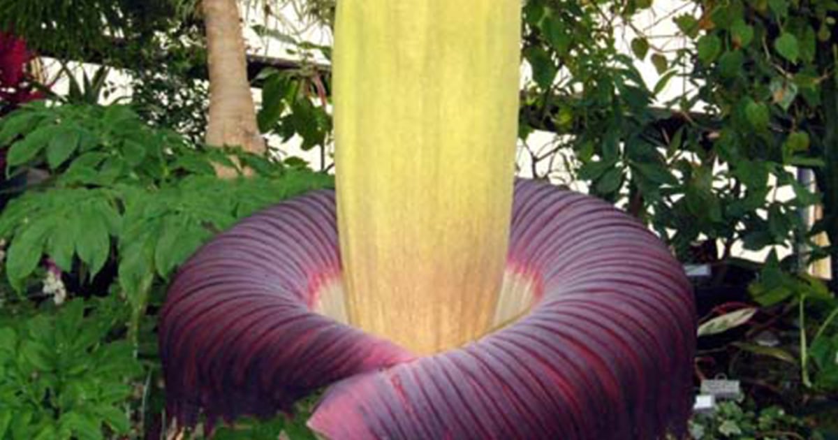 Hundreds flock to sniff stinky flower