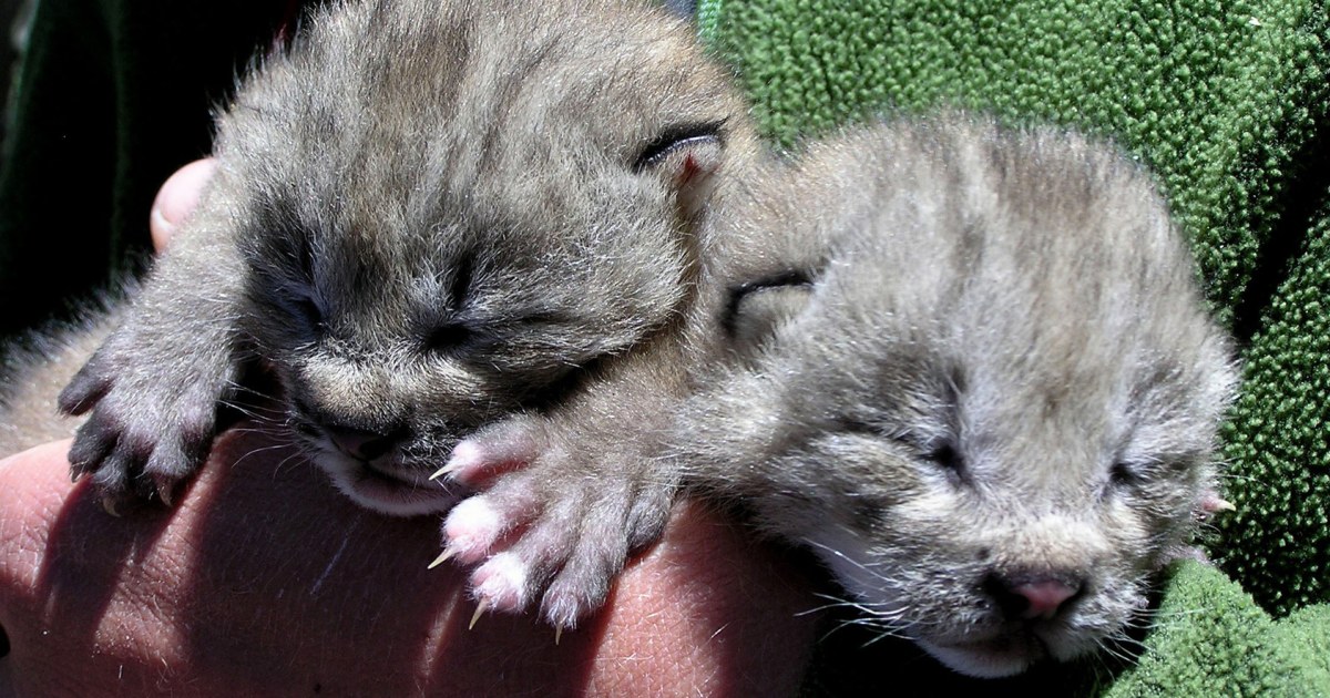 newborn lynx