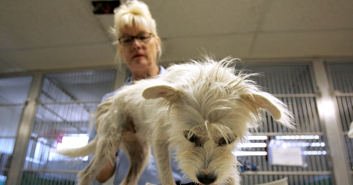 Claws come out over Katrina dog rescues