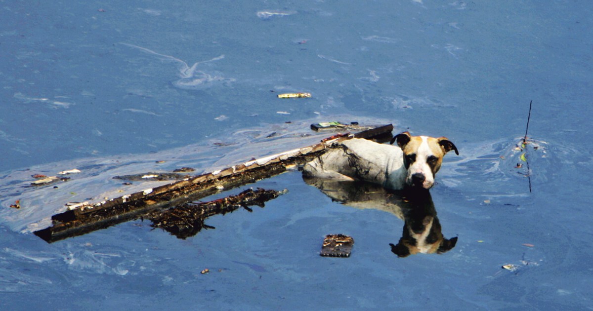 Katrina leading to better pet rescue efforts