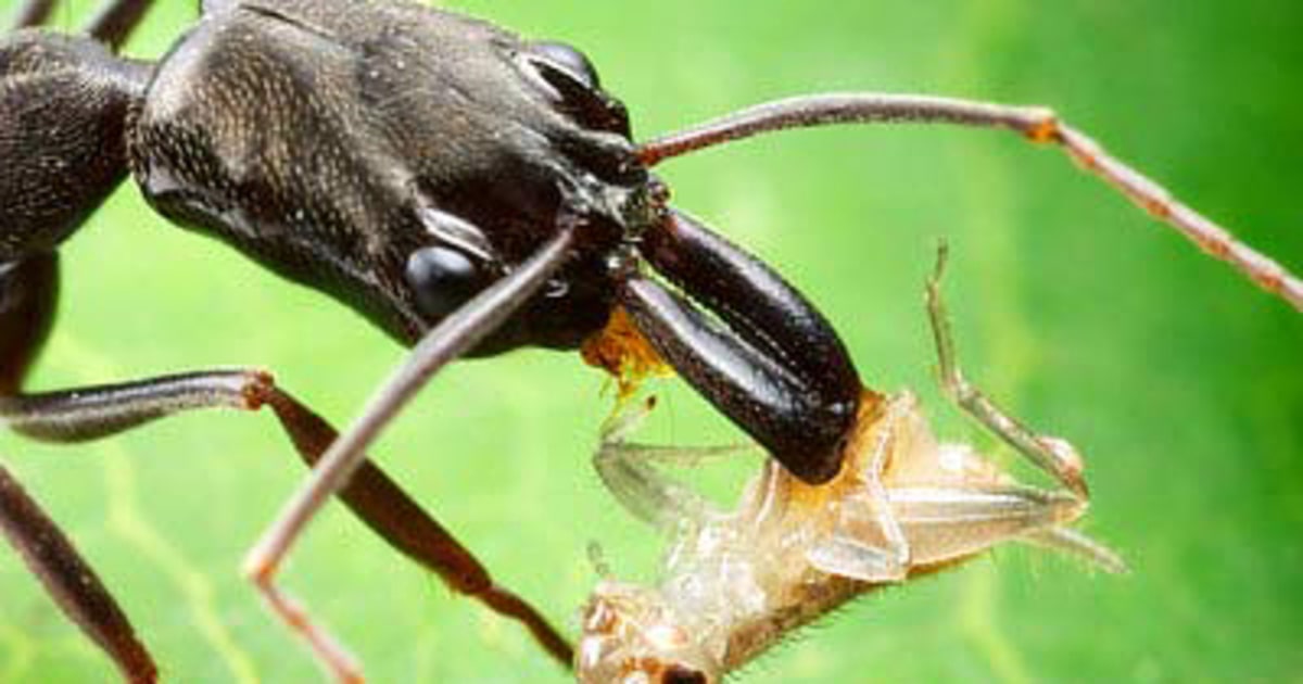 Trap-jaw ant has world's fastest bite