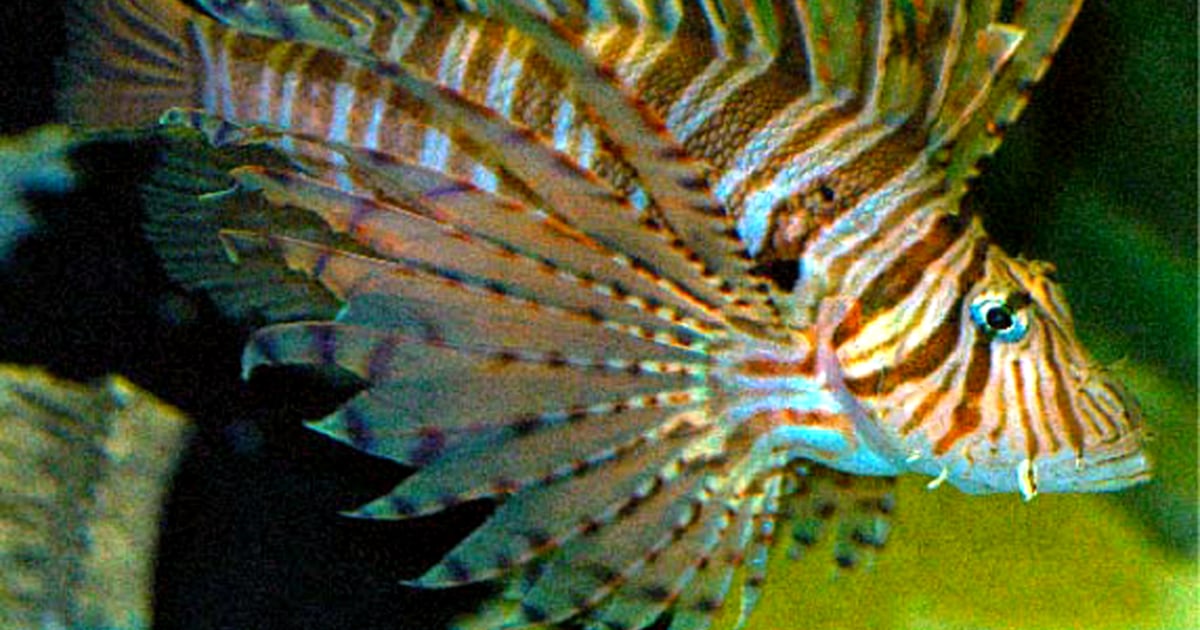 Venomous fish outnumber snakes