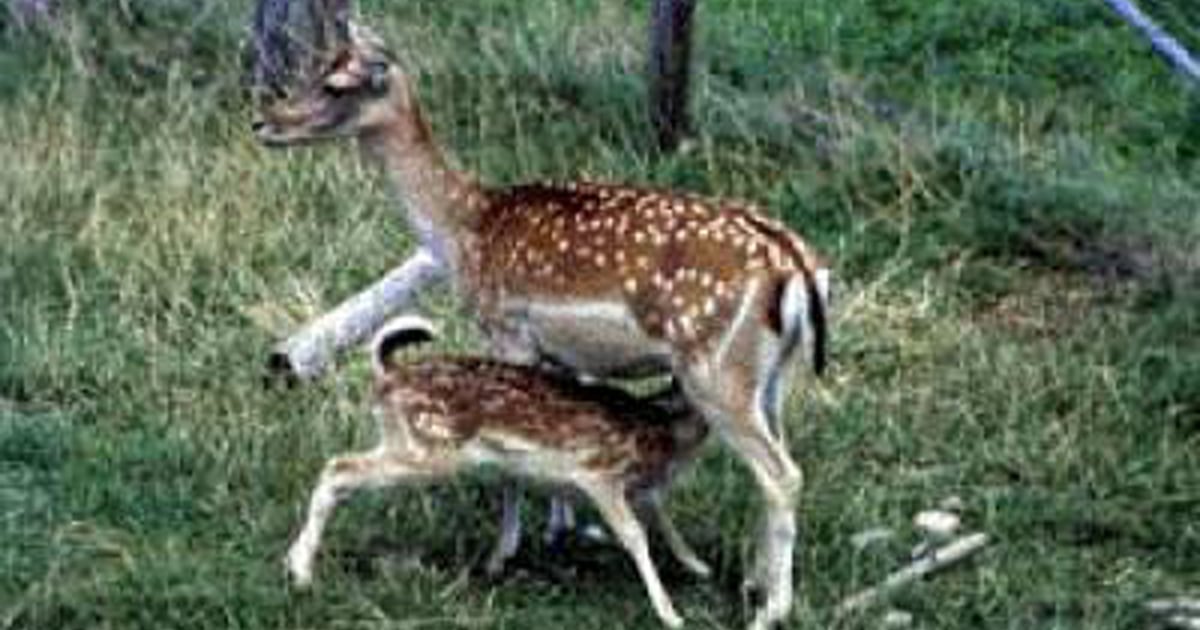 Fawns recognize mom's call, but not vice versa