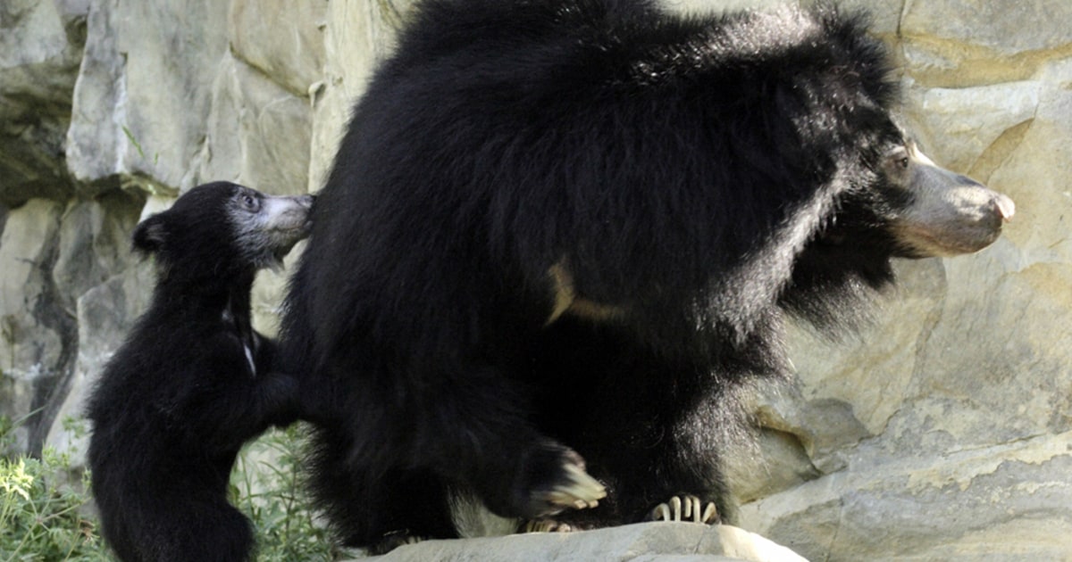 The bear celebrities