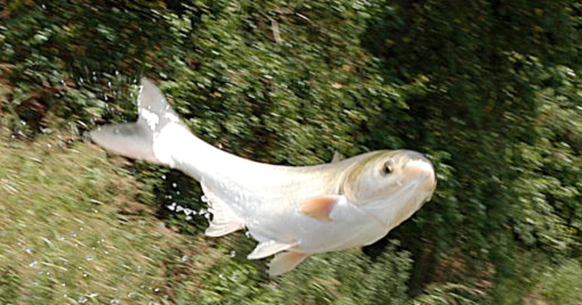 how to make asian carp jump