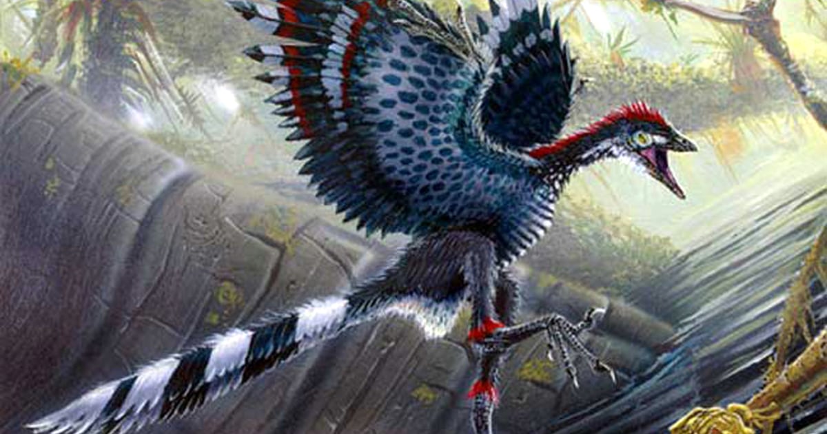 Study: Ancient bird used four wings to fly