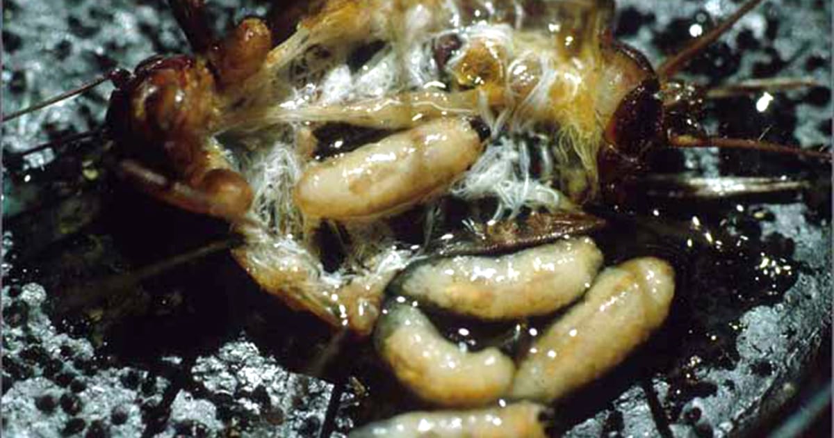 why do crickets go quiet