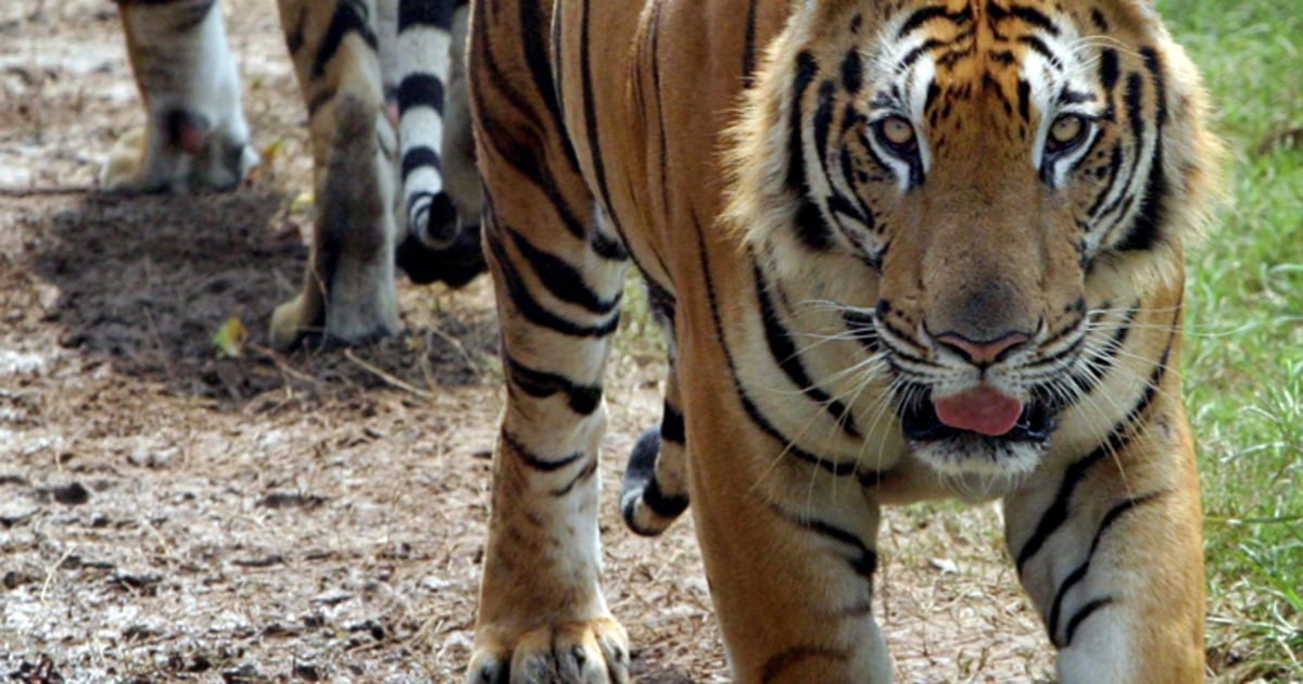 Private zoo an answer to wildlife pressure?