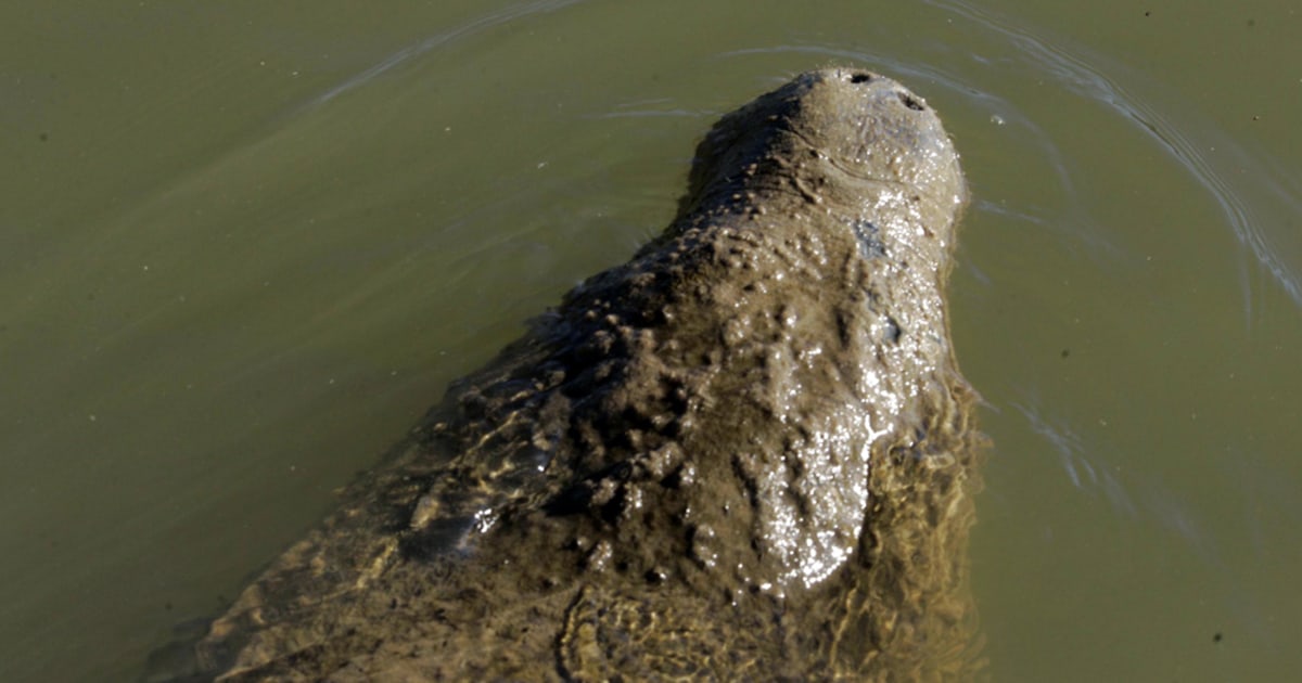 Manatee found dead in Tenn. lake