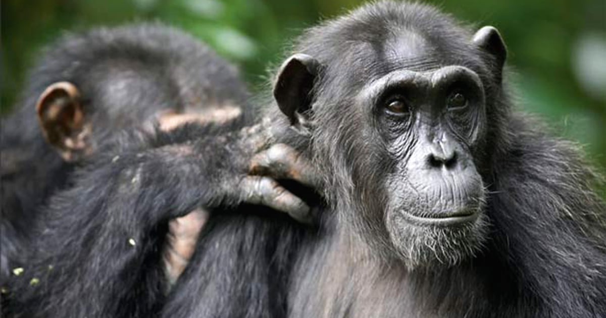 Chimps more evolved than humans