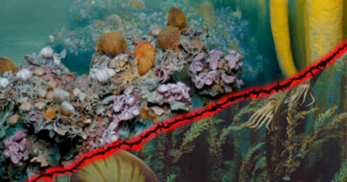 Extinction changed the look of sea life