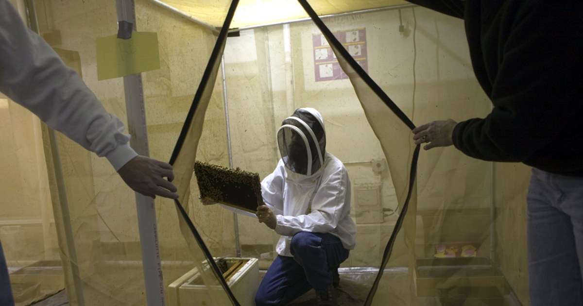 Study says bees can find explosives