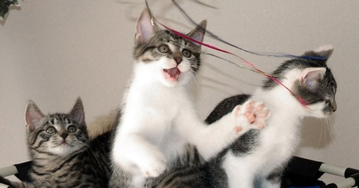 World's first cloned cat has 3 healthy kittens