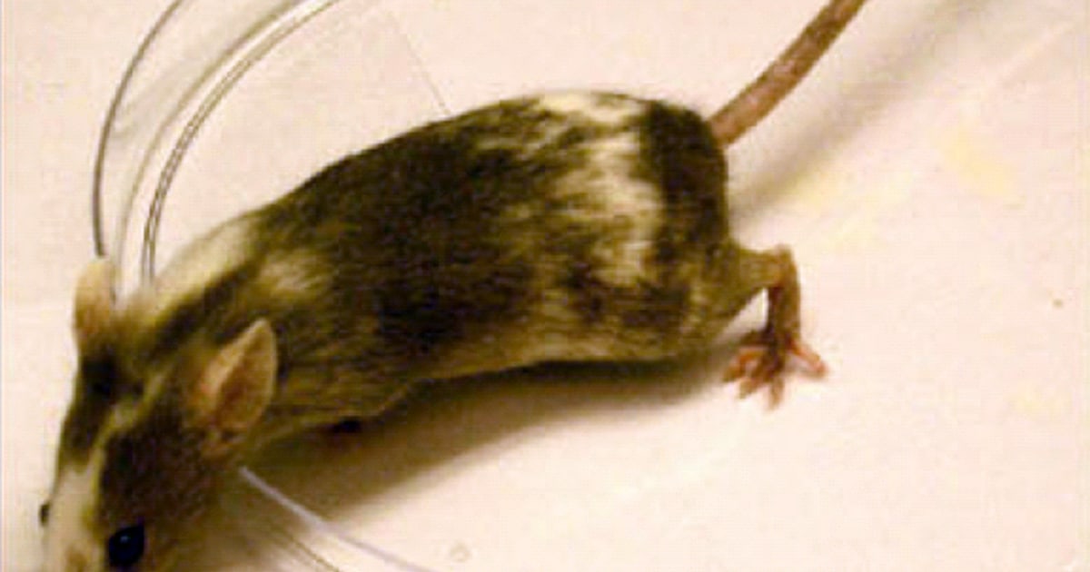 parthenogenesis mice