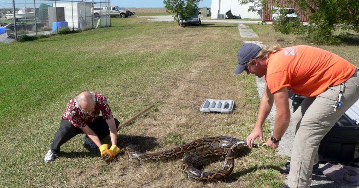 Biologists pursue Burmese python