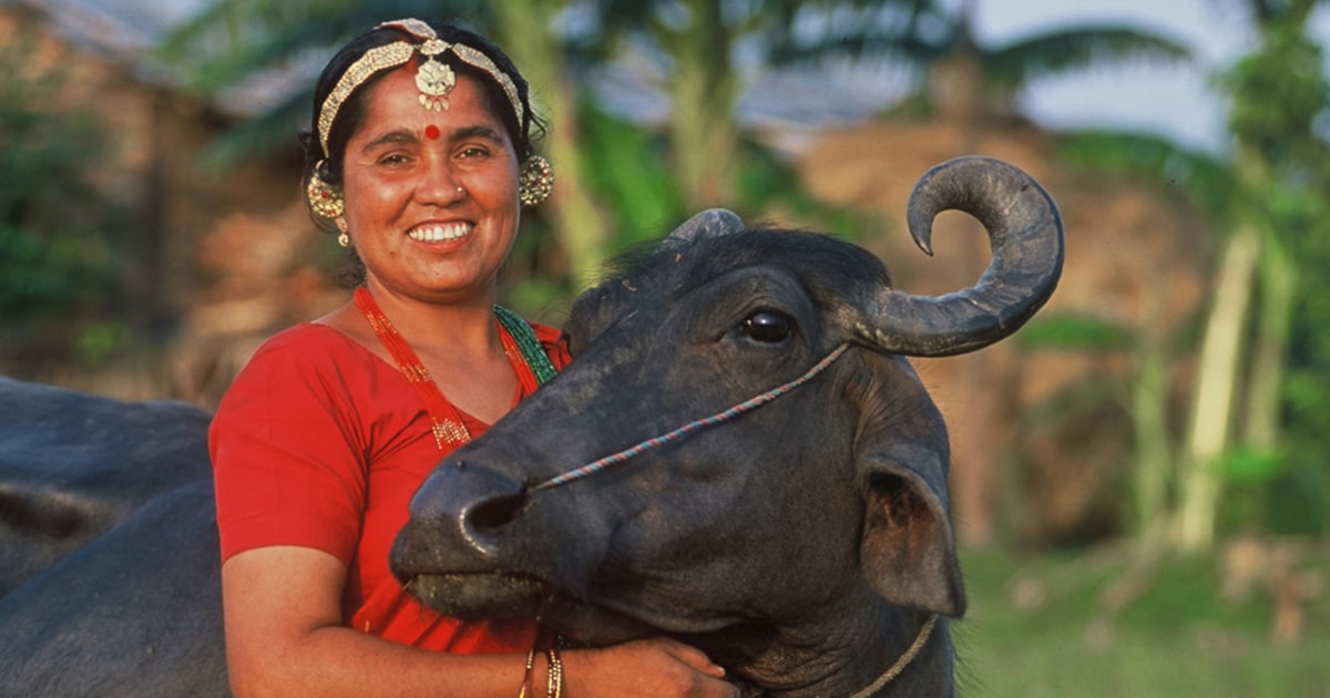 Heifer International gives the gift of animals