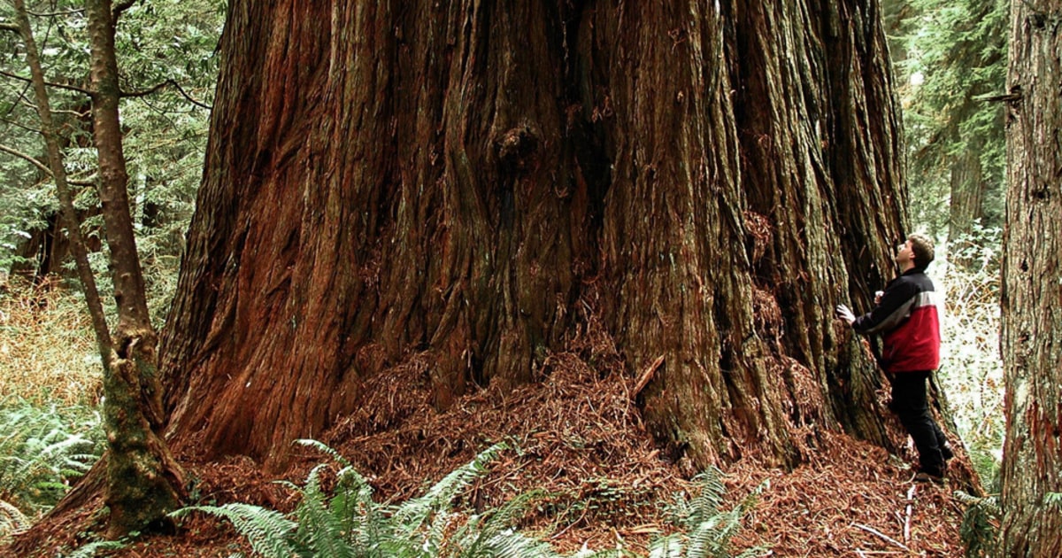 For extreme tree hunters, redwoods rule