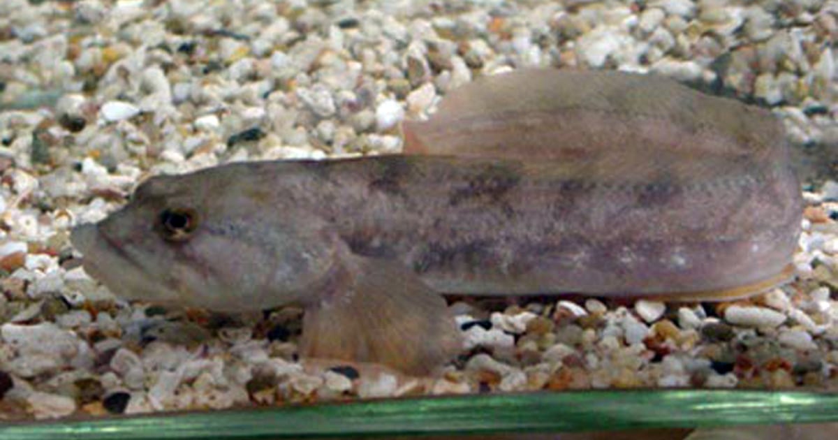 Warming seas send big-headed fish deeper