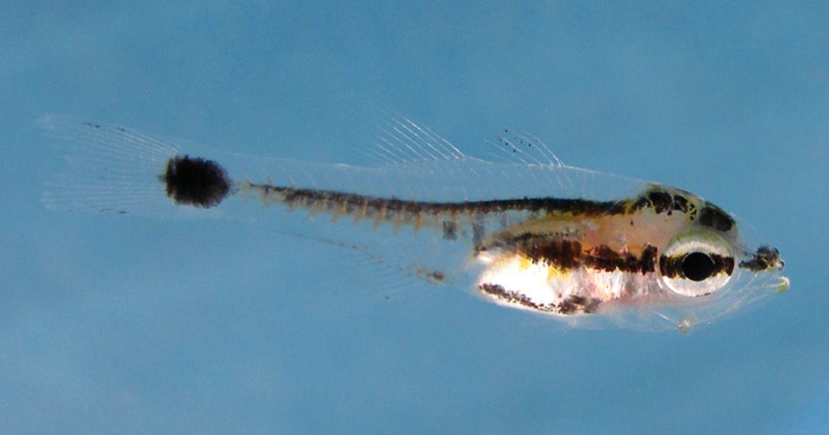 Fish follow their noses back to tropical reefs